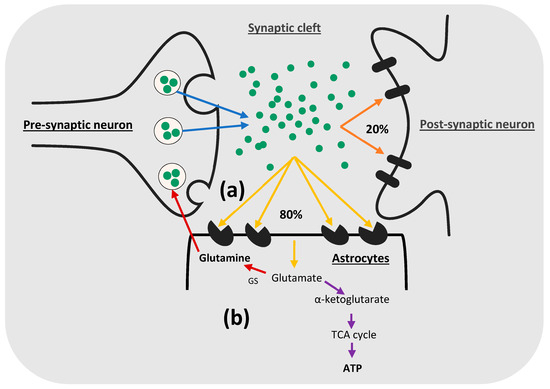 Astrocytes Maintain Glutamate Homeostasis in the CNS by Controlling the ...