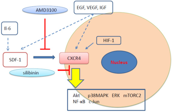 Involvement of CXCR4 in Normal and Abnormal Development