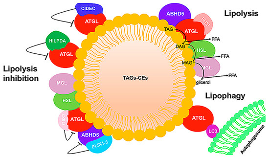 Neutral Lipid Storage Diseases as Cellular Model to Study Lipid Droplet ...