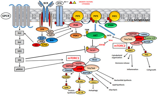 Targeting mTOR in Acute Lymphoblastic Leukemia