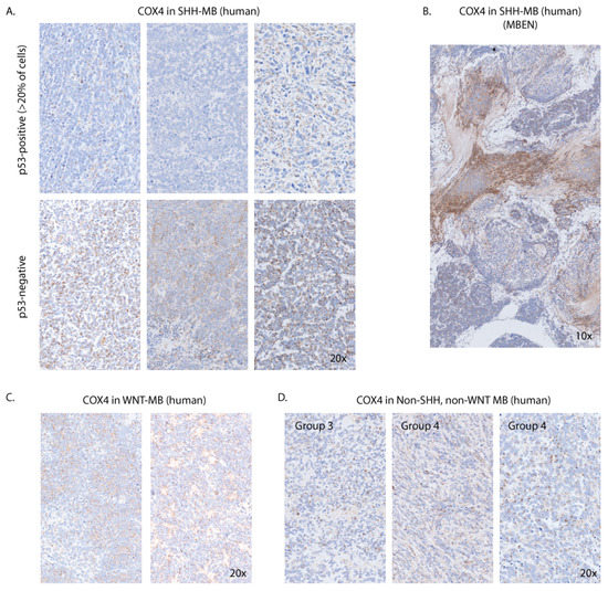 Differential Expression of Mitochondrial Biogenesis Markers in Mouse ...
