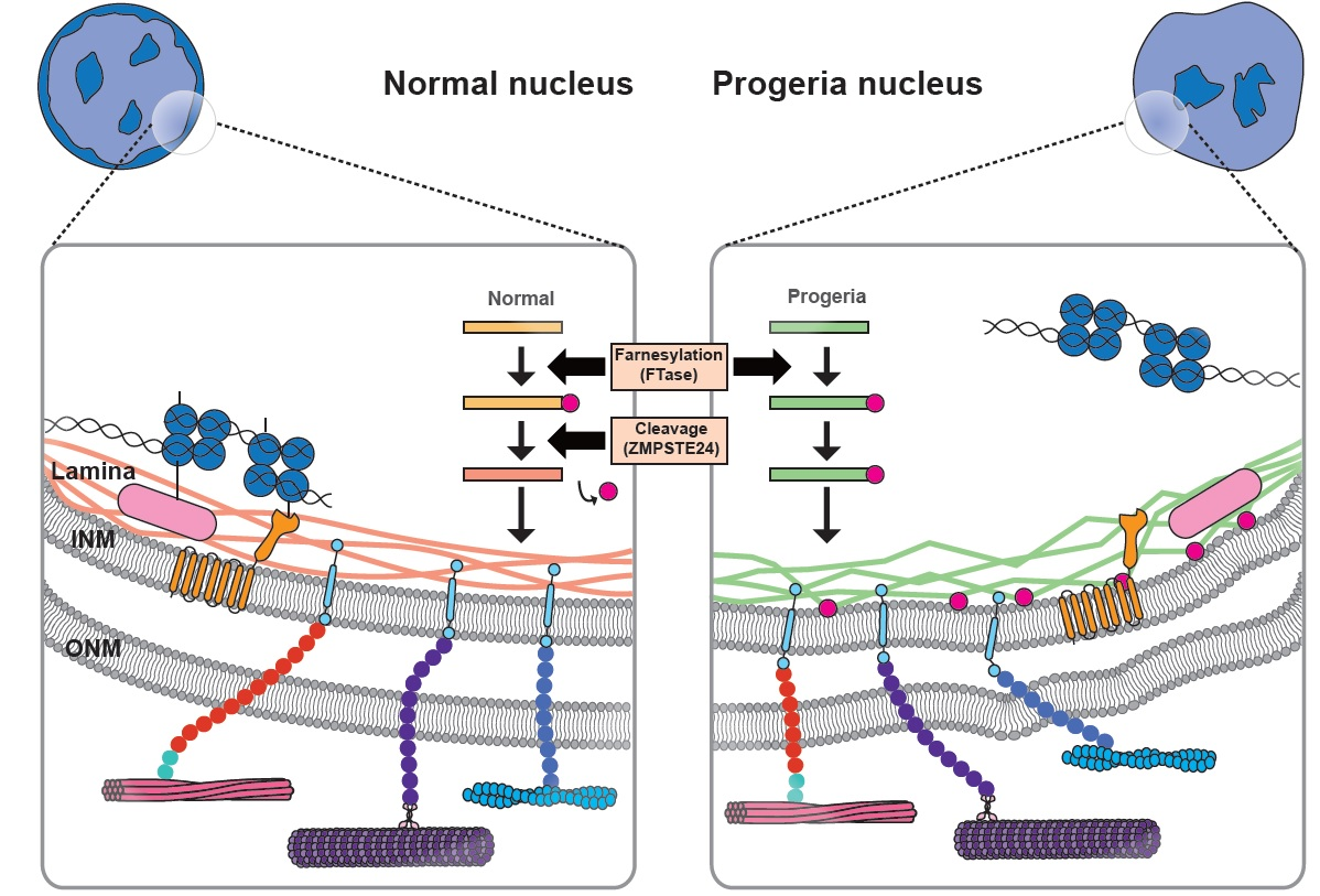 Progeria Cell Mutation