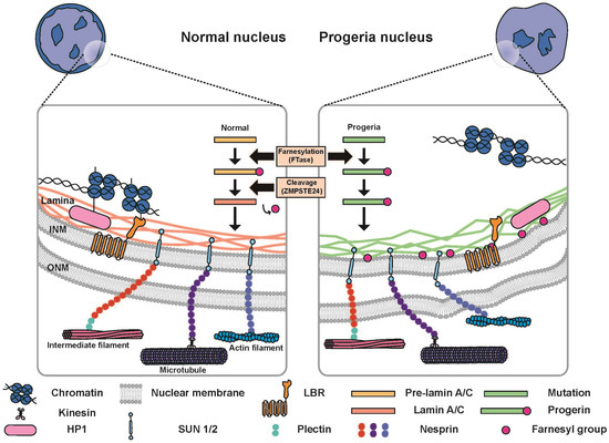 Cells | Topical Collection : Lamins and Laminopathies