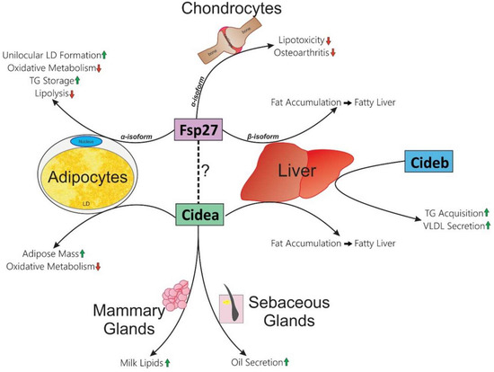 CIDE Proteins in Human Health and Disease
