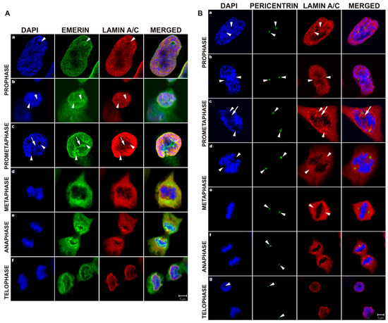 Emerin Is Required for Proper Nucleus Reassembly after Mitosis ...
