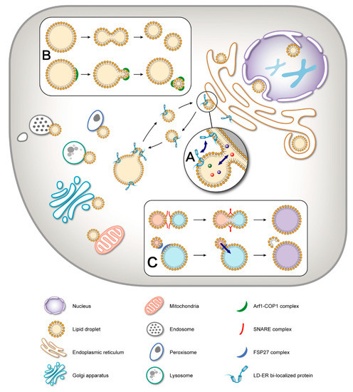 Skeletal Muscle Lipid Droplets and the Athlete’s Paradox