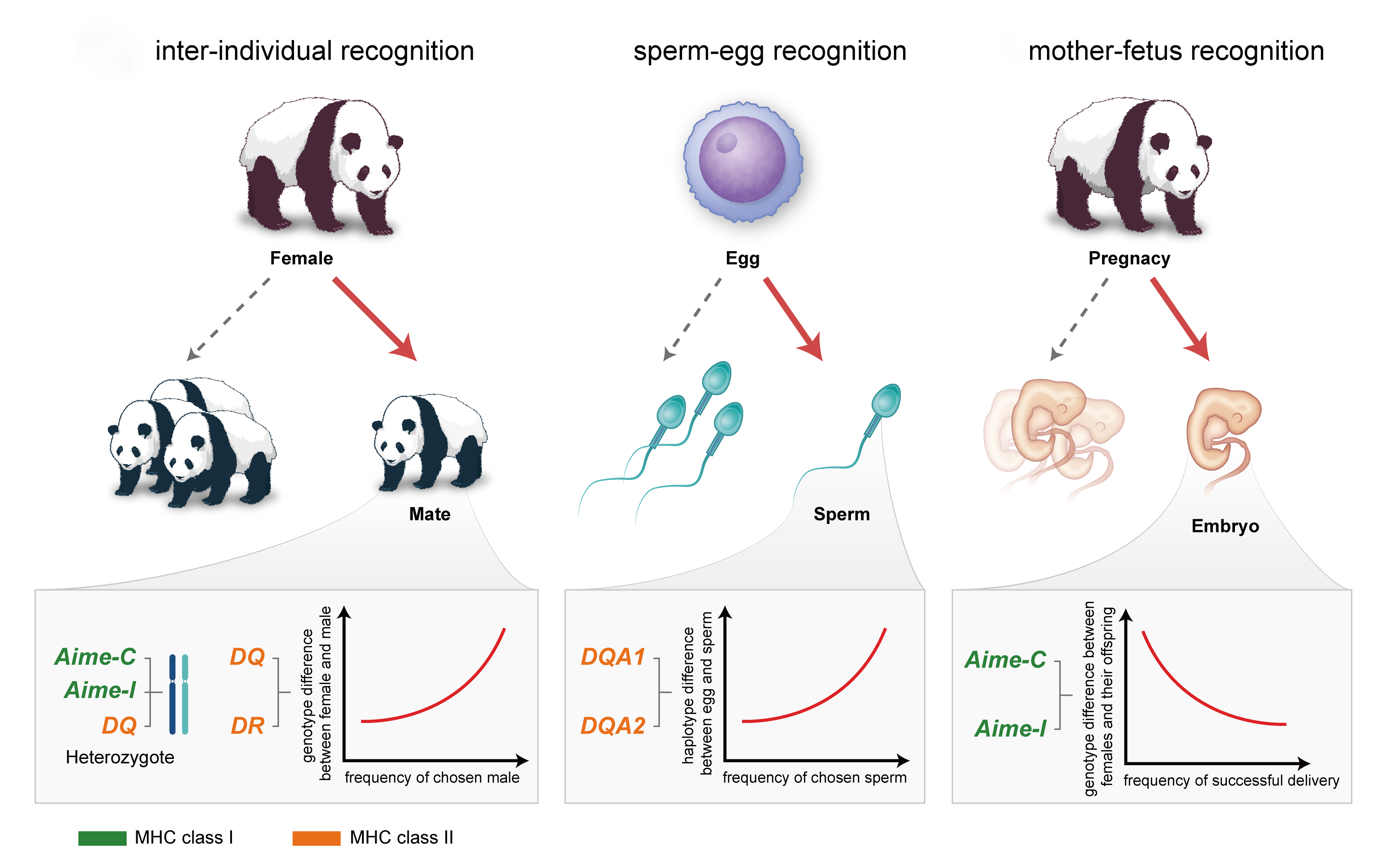Cells | Free Full-Text | Reproductive Strategy Inferred from Major ...