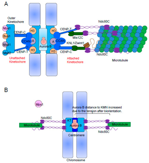 Recent Progress on the Localization of the Spindle Assembly Checkpoint ...