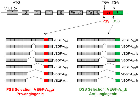 Cells | Free Full-Text | Modulation of Receptor Tyrosine Kinase ...