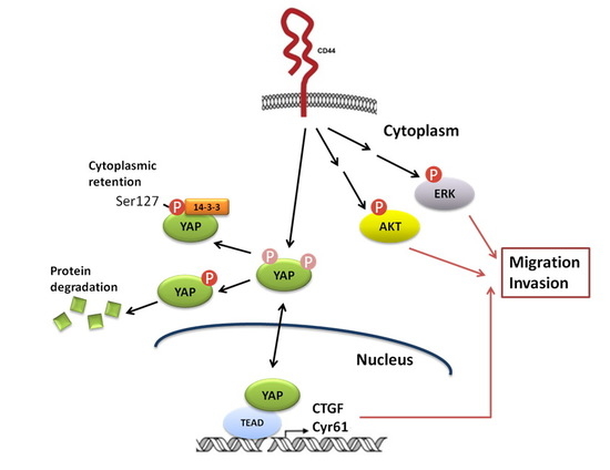 Cells | Free Full-Text | CD44 Promotes Migration and Invasion of ...