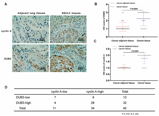 Deubiquitinase DUB3 Regulates Cell Cycle Progression via Stabilizing ...