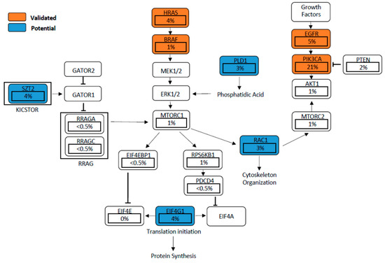 mTOR Signalling in Head and Neck Cancer: Heads Up