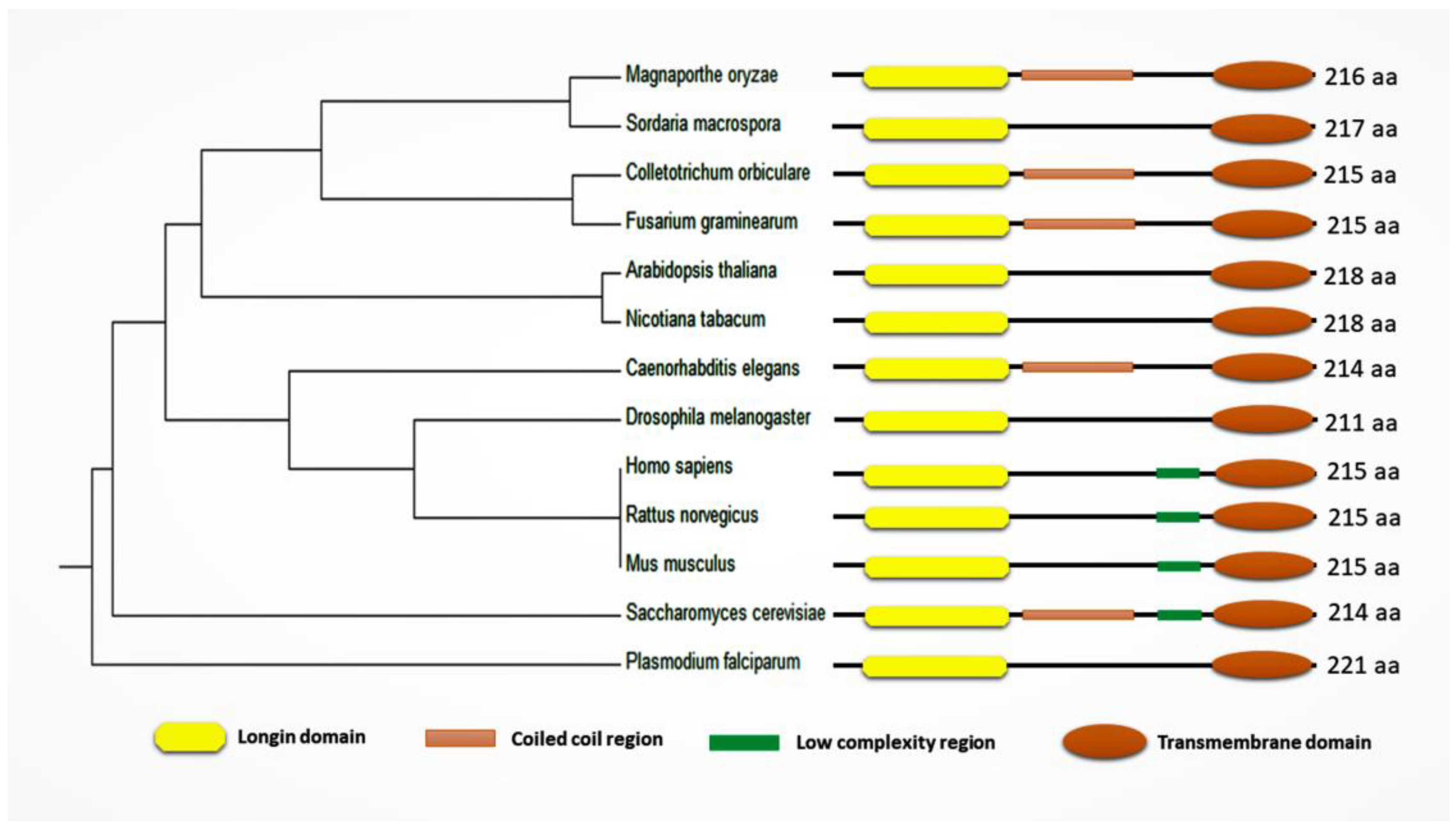 Diverse Role of SNARE Protein Sec22 in Vesicle Trafficking, Membrane ...