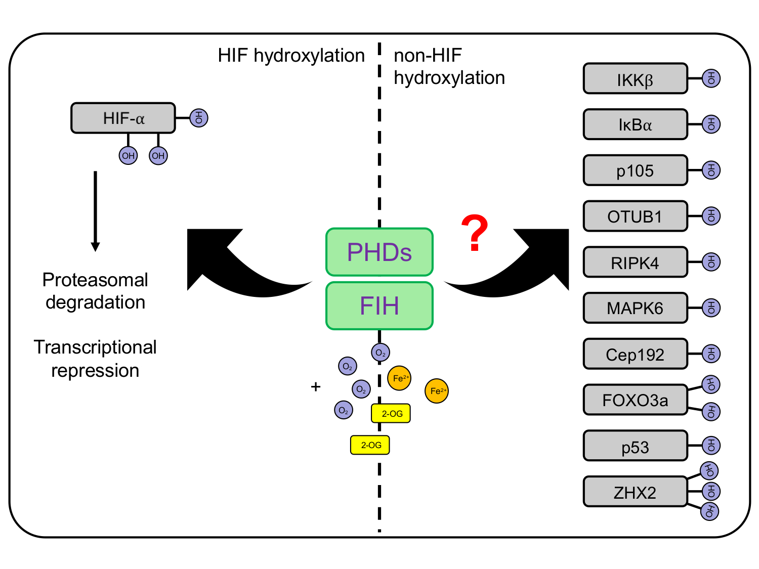 Cells | Free Full-Text | Protein Hydroxylation by Hypoxia-Inducible ... Cells | Free Full-Text | Protein Hydroxylation by Hypoxia-Inducible ...