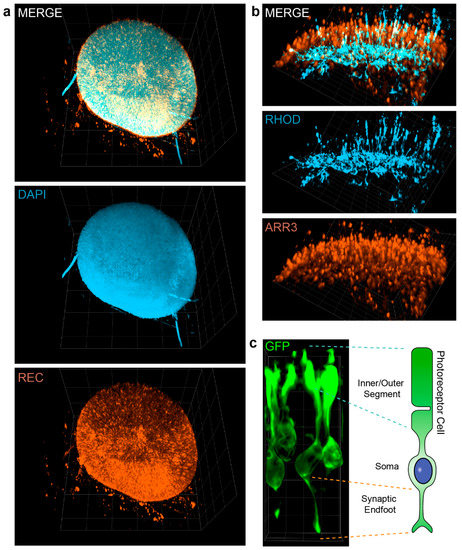 A Cleared View on Retinal Organoids