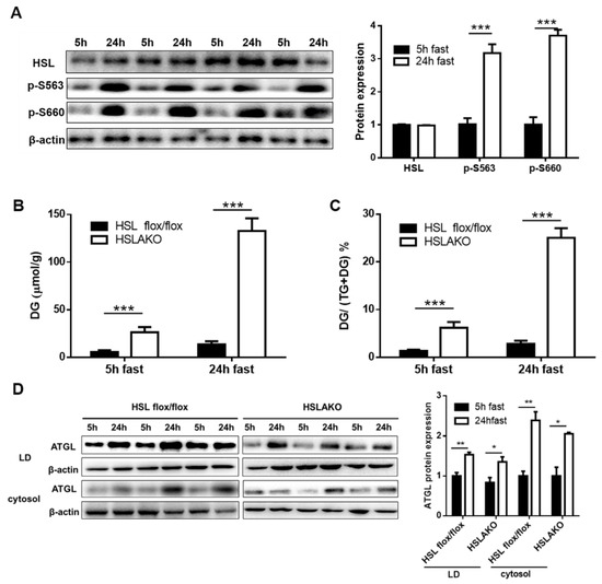 An Epistatic Interaction between Pnpla2 and Lipe Reveals New Pathways ...