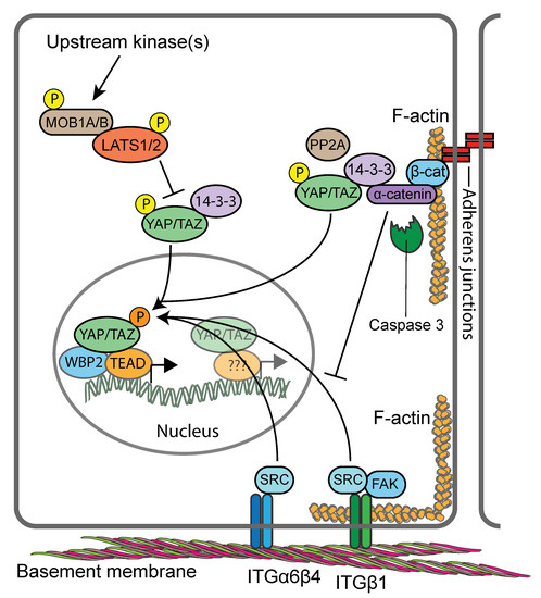 The Roles of YAP/TAZ and the Hippo Pathway in Healthy and Diseased Skin