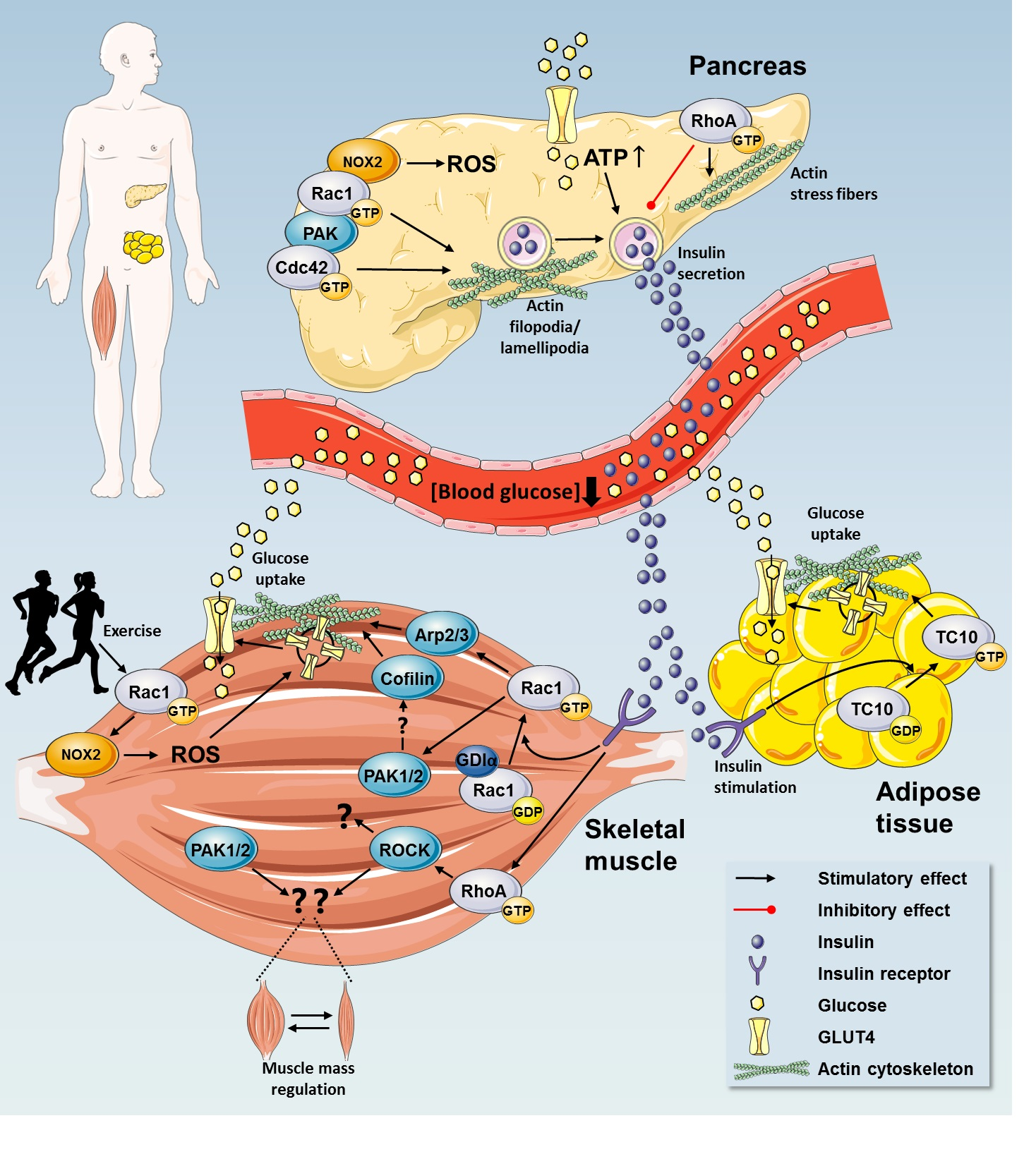 Cells | Free Full-Text | Rho GTPases—Emerging Regulators of Glucose ...