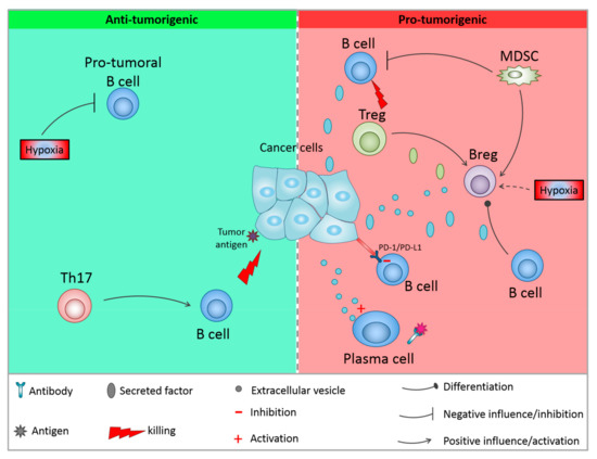 Cells | Special Issue : Tumor Microenvironment: Interaction and Metabolism