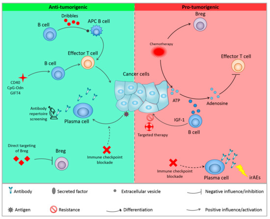 Metabolic Interactions Between The Tumor And Its Microenvironment