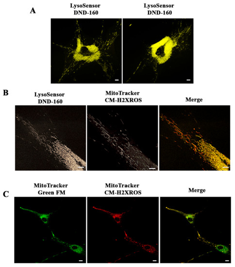 Synergistic Effect of Mitochondrial and Lysosomal Dysfunction in ...