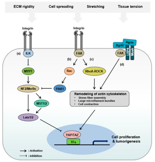 Role of the Hippo Pathway in Fibrosis and Cancer
