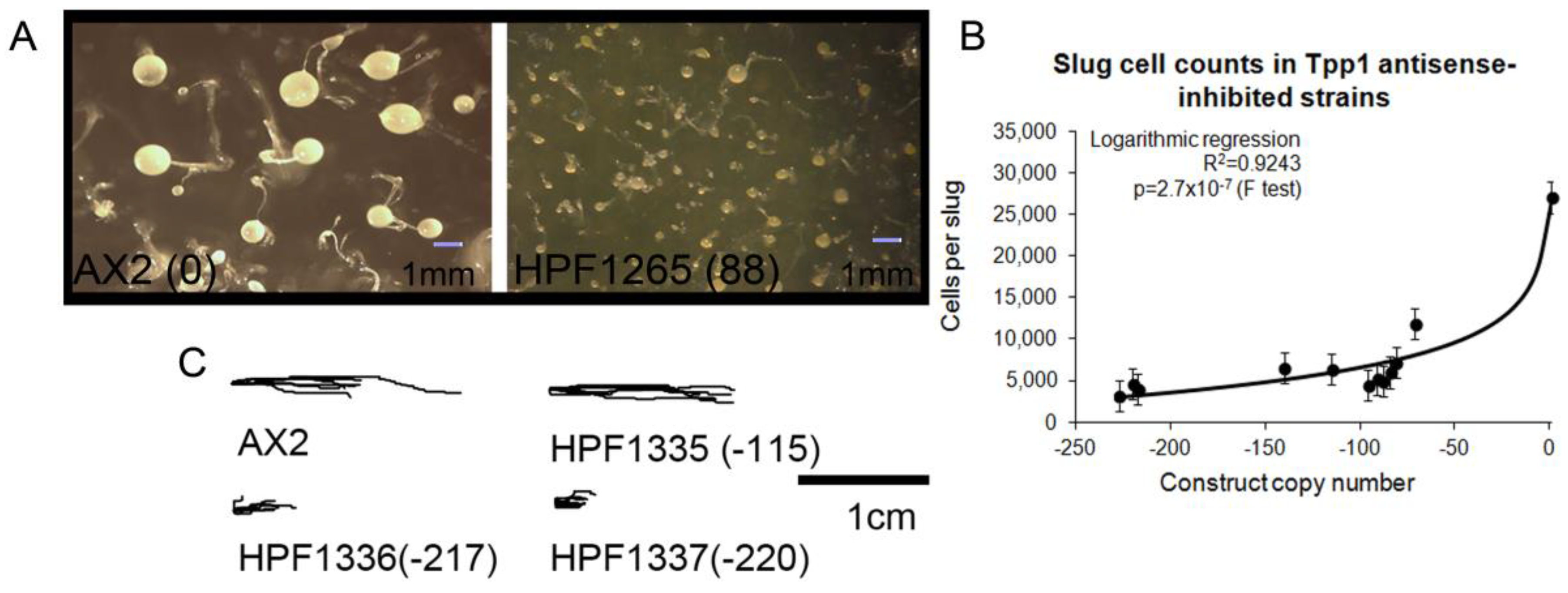 Modelling of Neuronal Ceroid Lipofuscinosis Type 2 in Dictyostelium ...