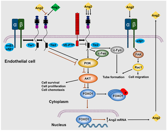 Cells | Special Issue : Angiogenesis in Cancer