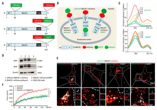 pHluorin-BACE1-mCherry Acts as a Reporter for the Intracellular ...