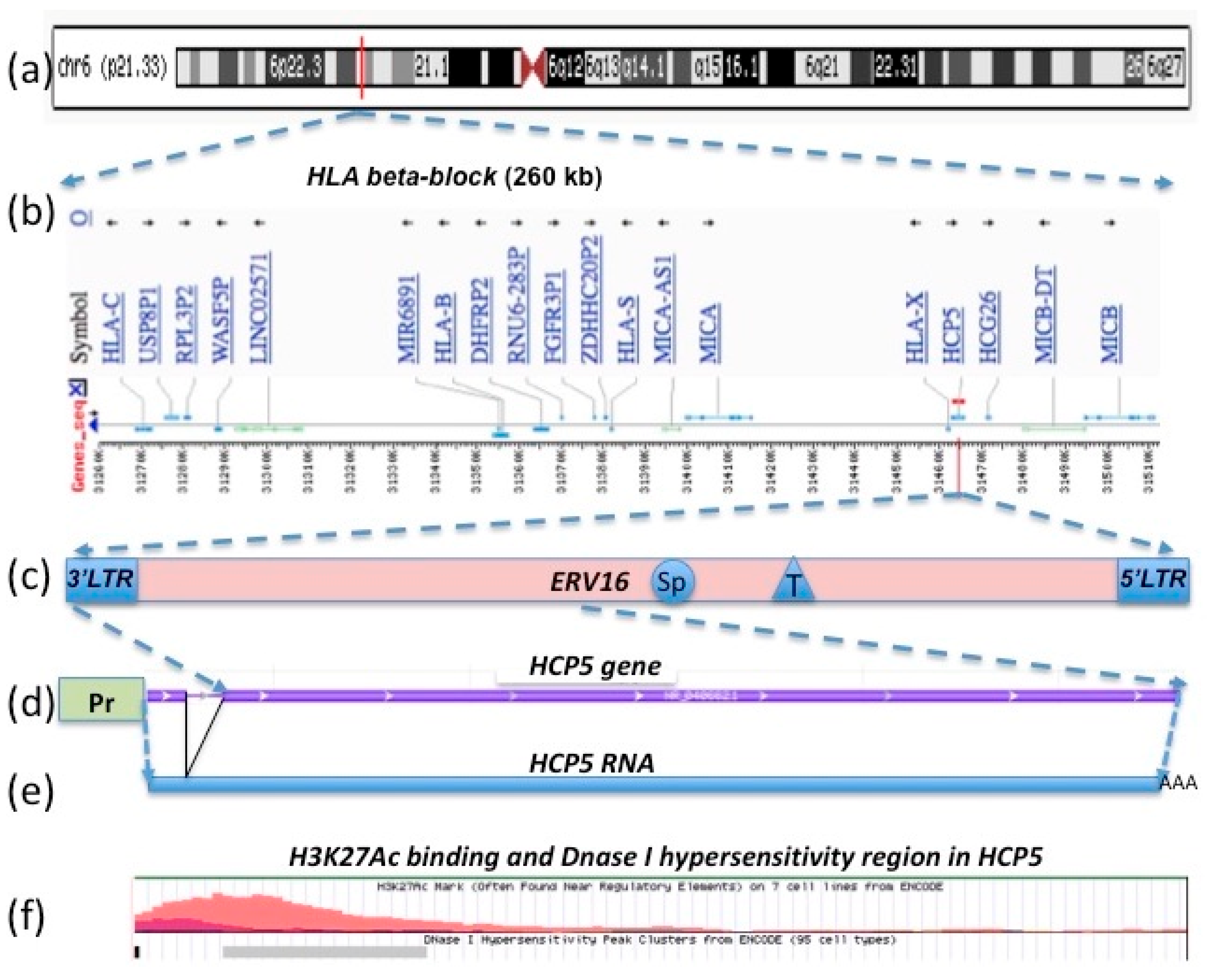 Cells | Free Full-Text | Long Noncoding RNA HCP5, a Hybrid HLA Class I Endogenous Retroviral ...