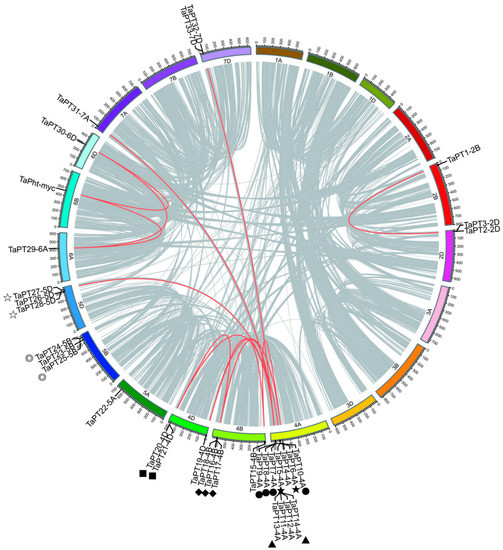 Integrative Analysis of the Wheat PHT1 Gene Family Reveals A Novel ...