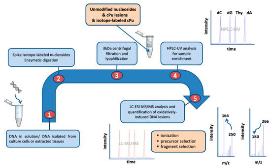 Cells | Special Issue : Roles and Functions of ROS and RNS in Cellular ...