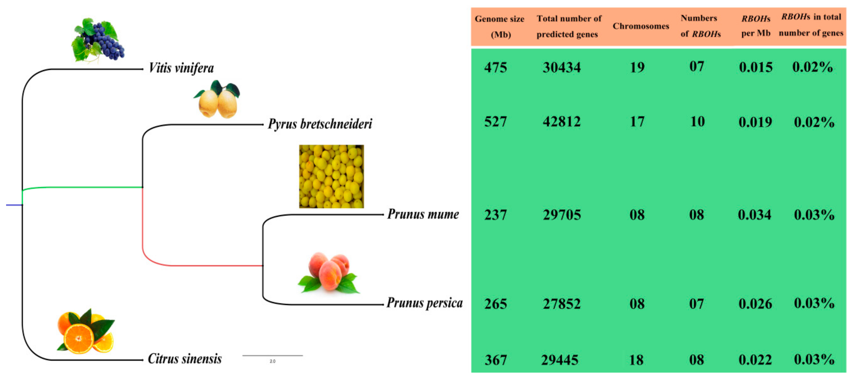 In Silico Genome-Wide Analysis of Respiratory Burst Oxidase In Silico Genome-Wide Analysis of Respiratory Burst Oxidase