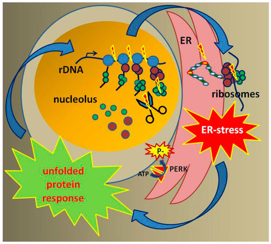 Cells | Special Issue : Nucleolar Organization and Functions in Health ...