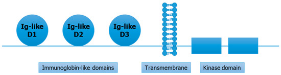 FGF19–FGFR4 Signaling in Hepatocellular Carcinoma