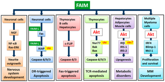 FAIM: An Antagonist of Fas-Killing and Beyond