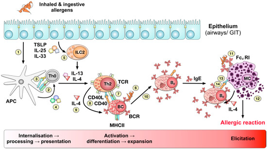 Mouse Models for Food Allergies: Where Do We Stand?