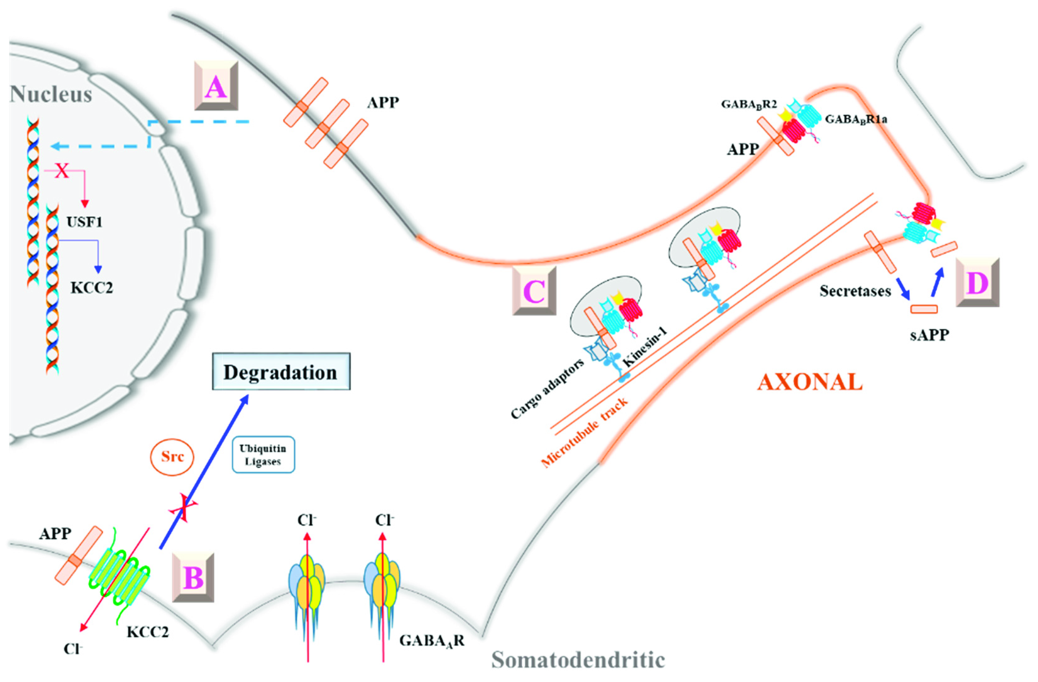 Amyloid Precursor Protein
