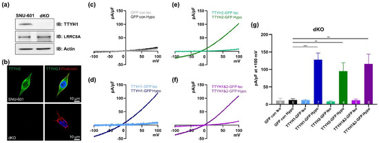 TTYH1 and TTYH2 Serve as LRRC8A-Independent Volume-Regulated Anion ...