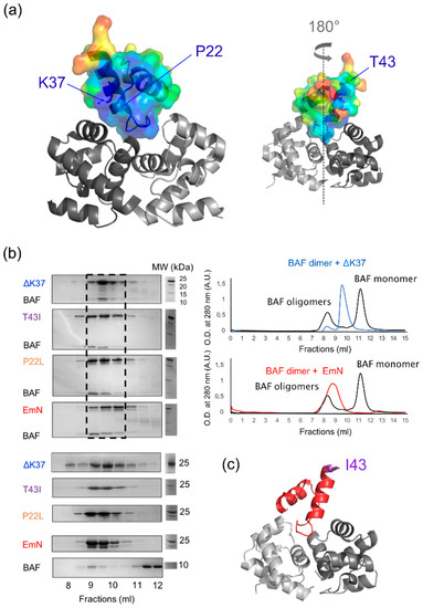 An Emerin LEM-Domain Mutation Impairs Cell Response to Mechanical Stress