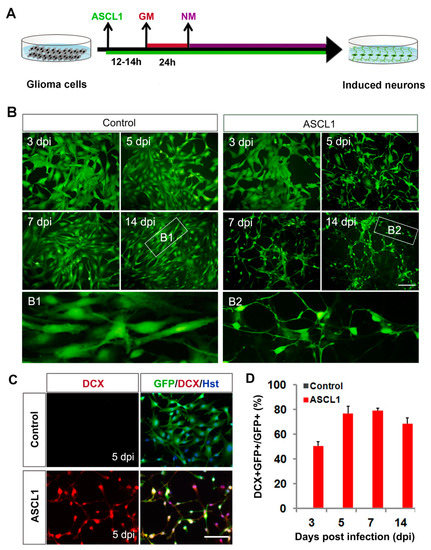 Cells | Special Issue : Direct Cell Reprogramming: From Basic Science ...