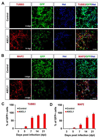 Inhibition of Glioma Development by ASCL1-Mediated Direct Neuronal ...