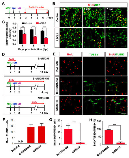 Inhibition of Glioma Development by ASCL1-Mediated Direct Neuronal ...