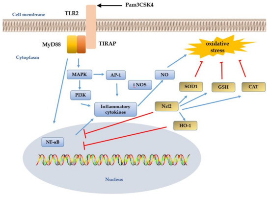 Cells | Special Issue : Roles and Functions of ROS and RNS in Cellular ...