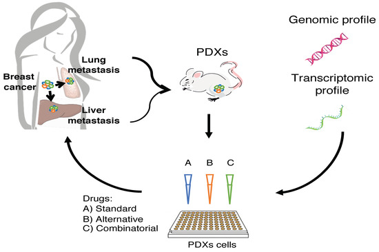 Cells | Special Issue : Patient-Derived Cancer Models from Basic Study ...