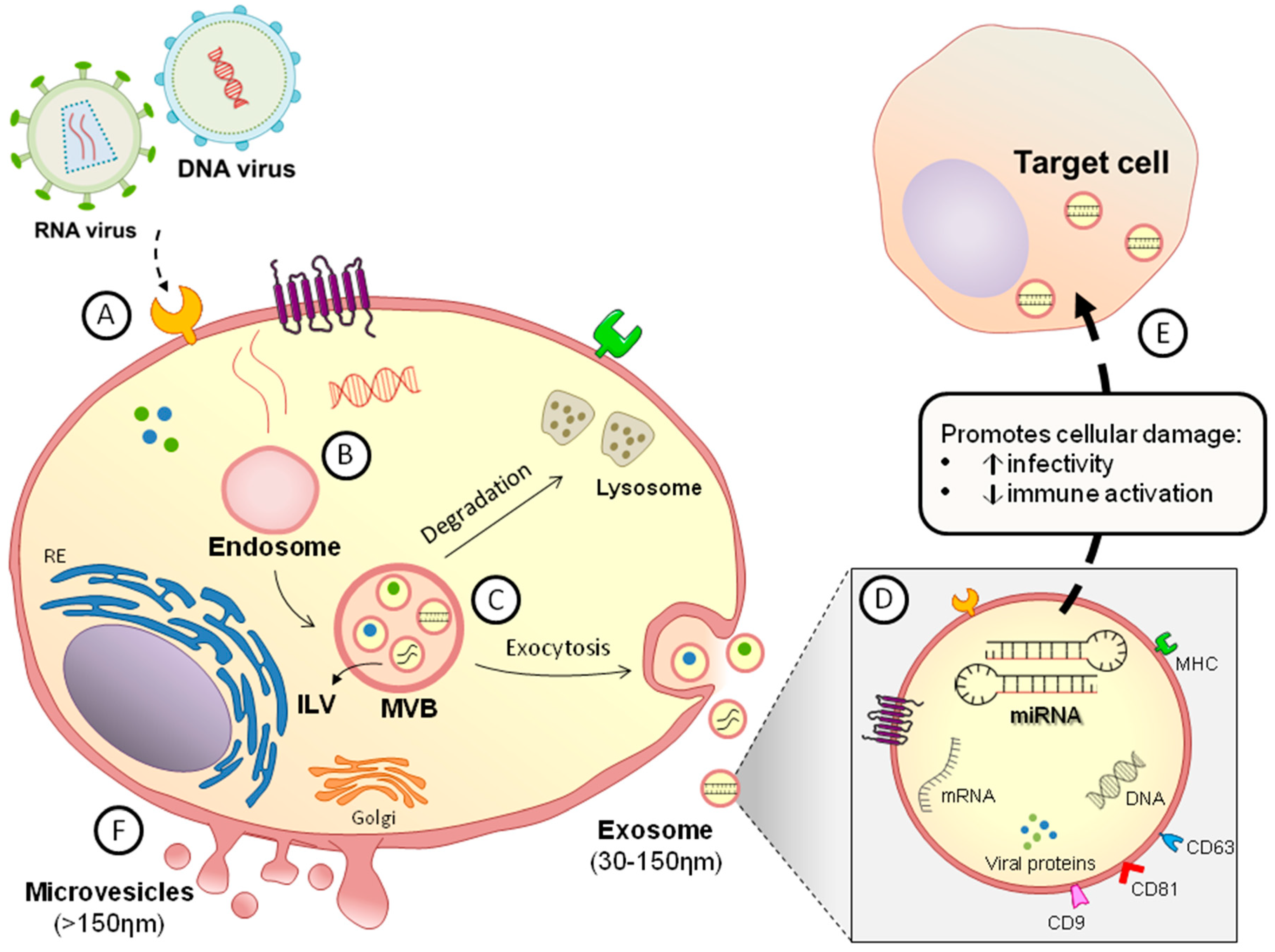Extracellular Vesicles