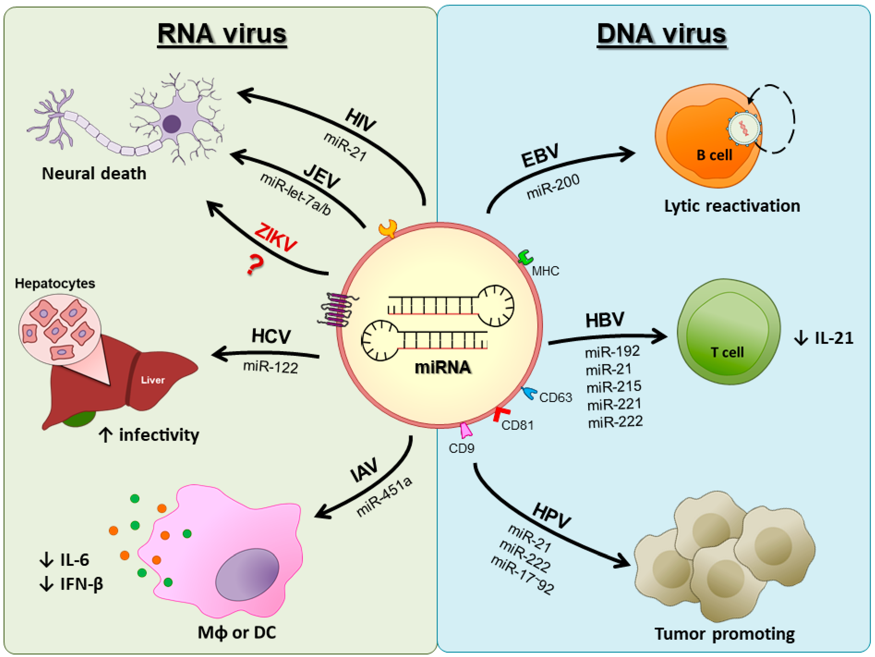 Letak Perbedaan Jenis Virus Dna Dan Virus Rna Dna Inf