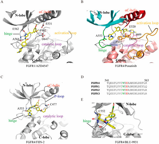 Fibroblast Growth Factor Receptors (FGFRs): Structures and Small ...