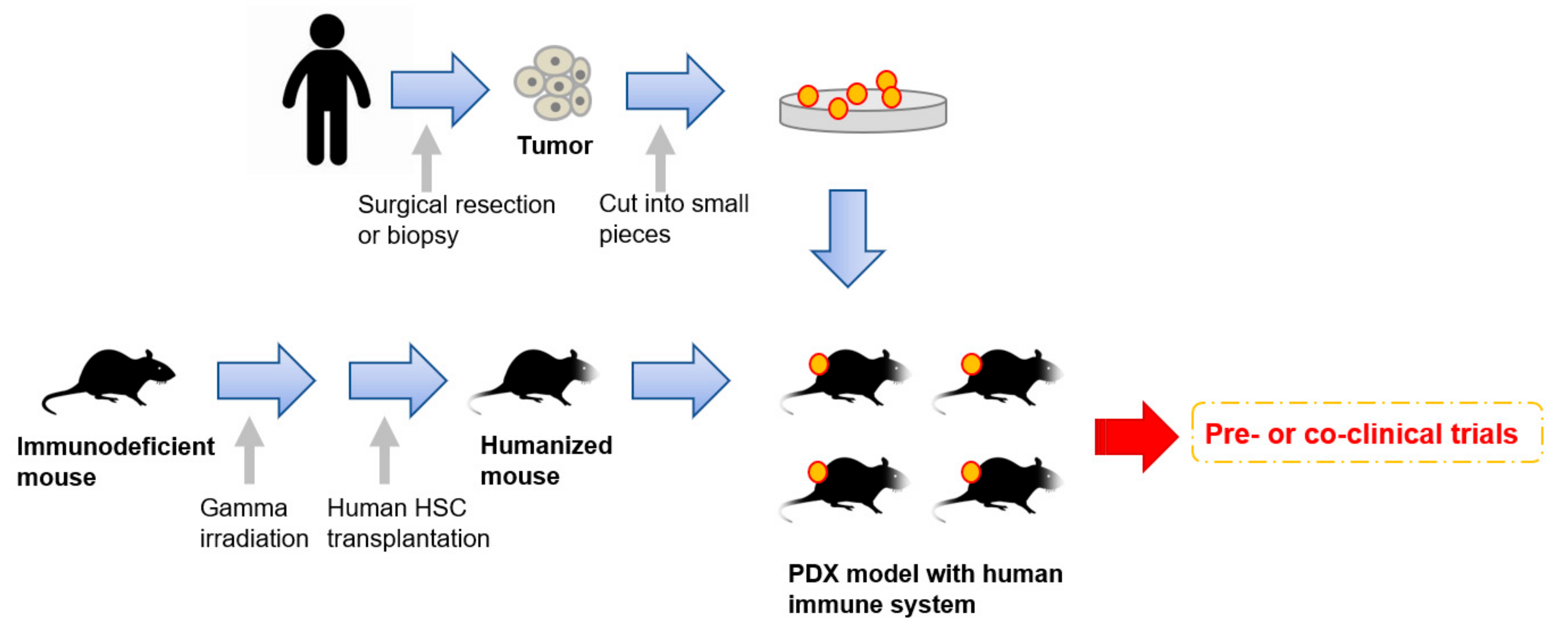 Patient Derived Xenograft Models Of Breast Cancer Encyclopedia Mdpi