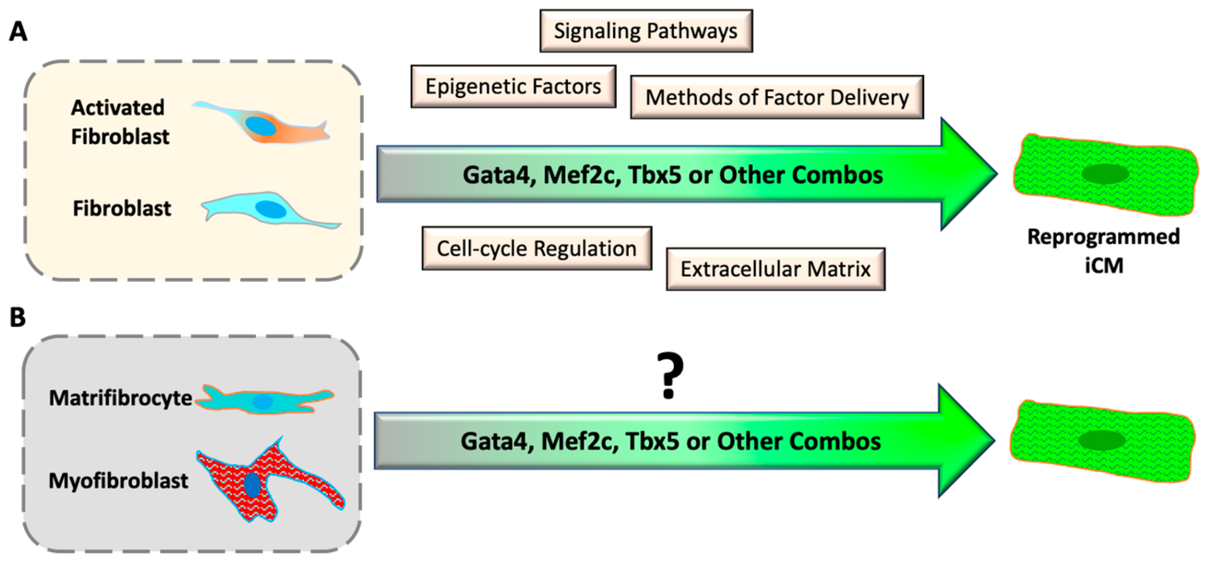 Direct Cardiac Reprogramming Encyclopedia Mdpi
